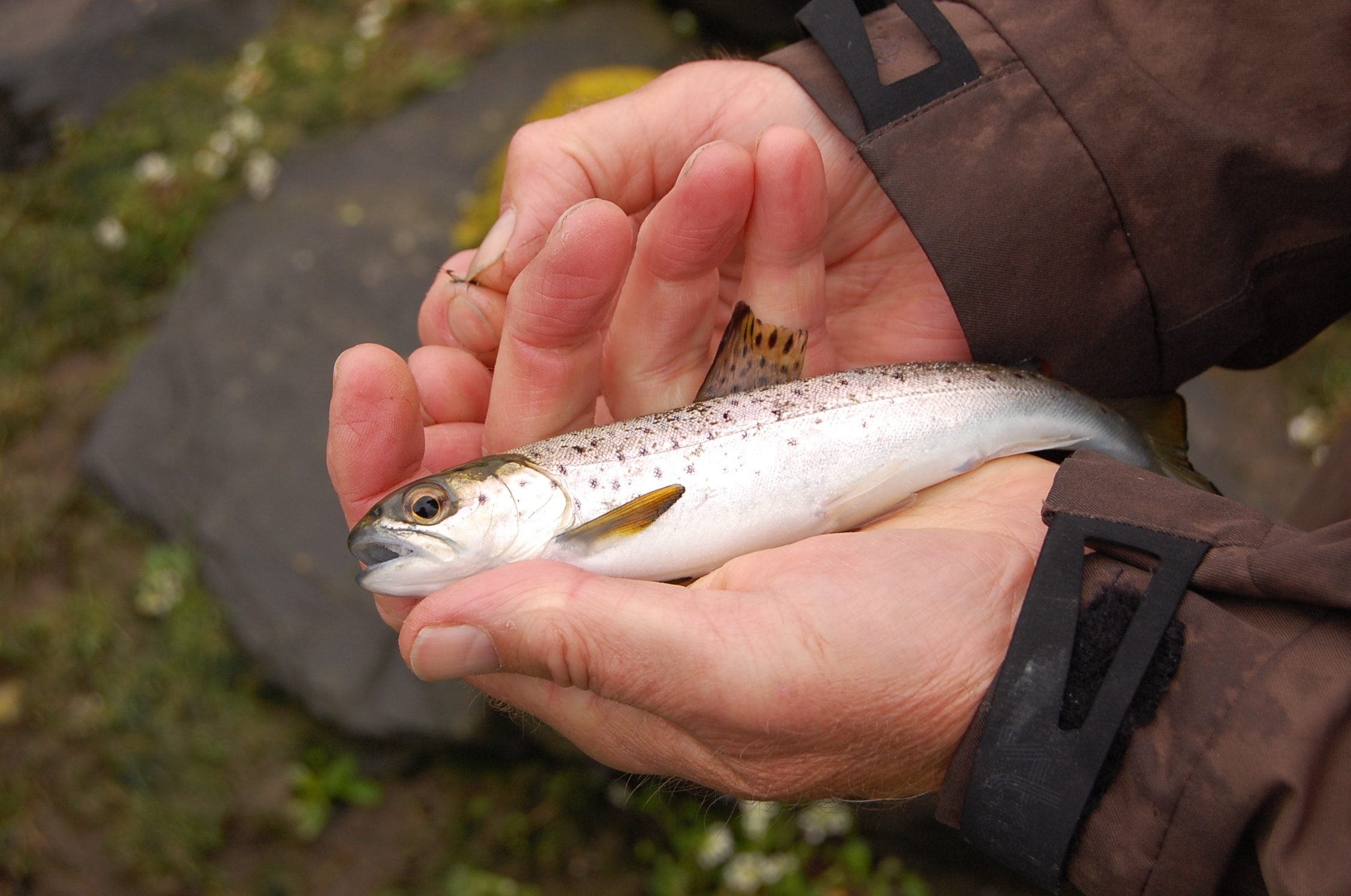 Angler Caught sea trout smolt - COMPASS