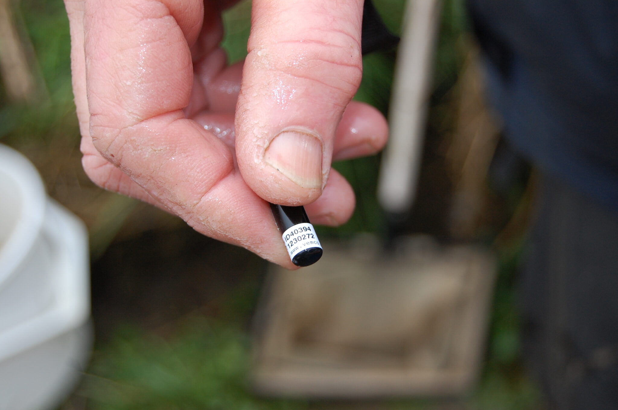 Bigger is better, new COMPASS research shows that bigger sea trout ...